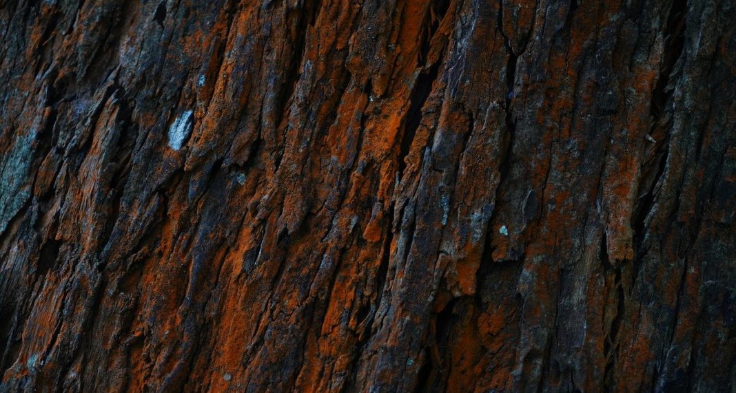 Discover the History and Uses of Teak