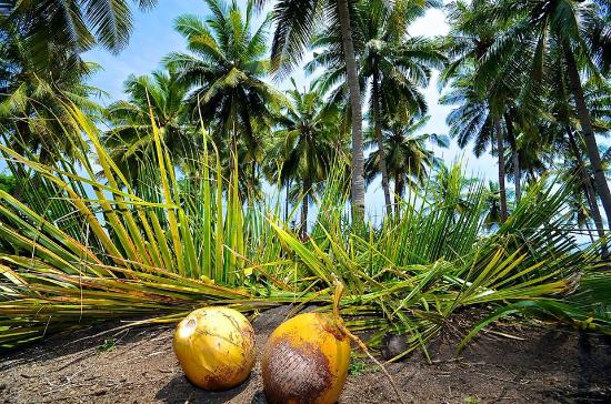 New To Sustainability? Eco Facts About Coconuts [2018 Edition] | Eco ...