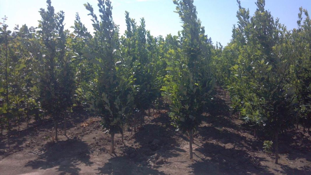 Hybrid Trees: The Tree Farming Guide For Beginners