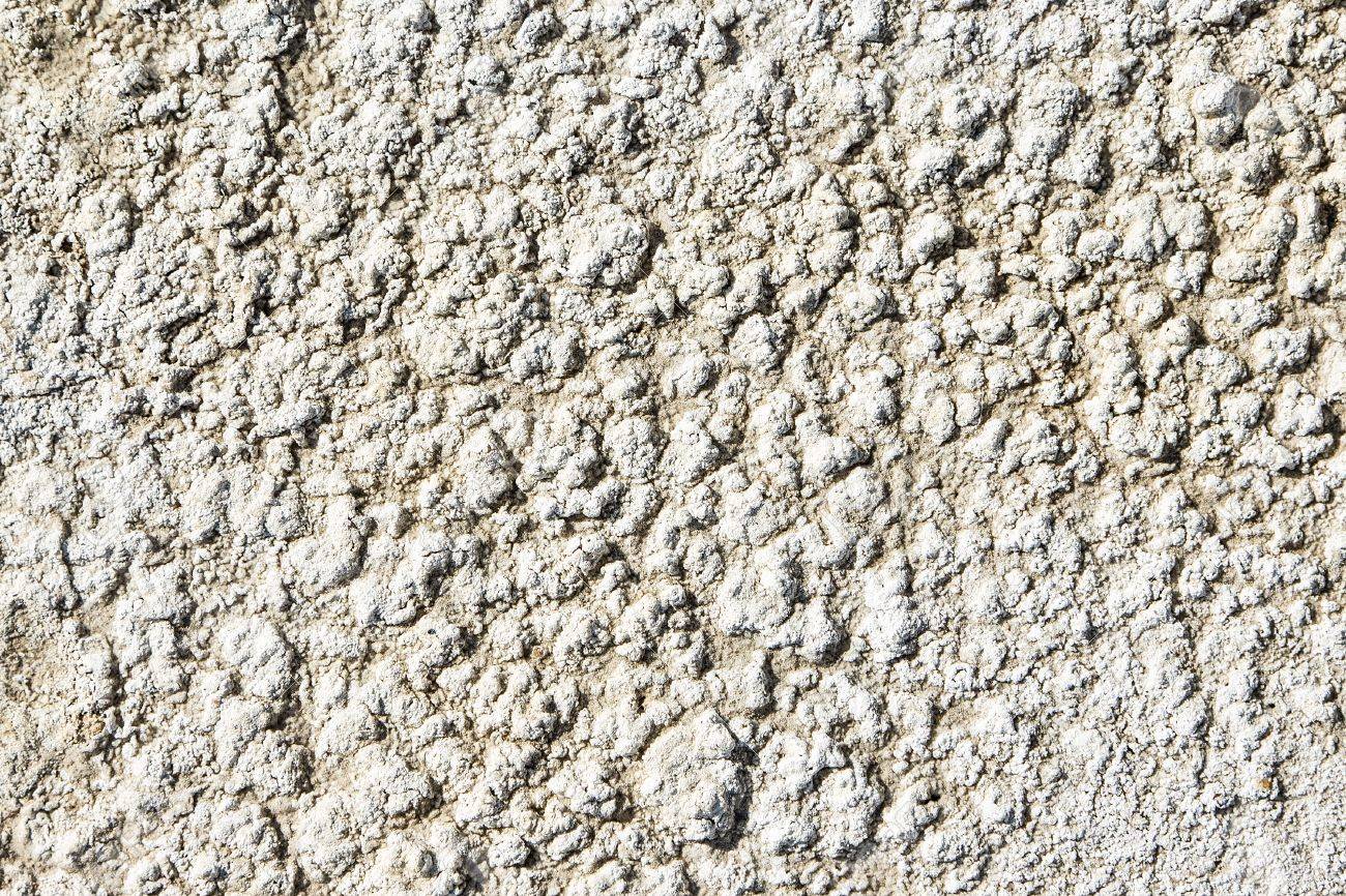 Hybrid Trees: The Tree Farming Guide For Beginners