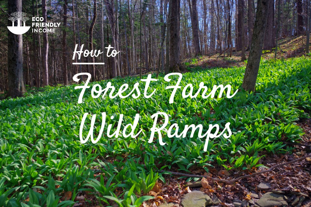 How You Can Steward and Forest Farm Endangered Wild Ramps | Eco ...