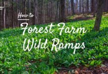 Hybrid Trees: The Tree Farming Guide For Beginners | Eco Friendly Income