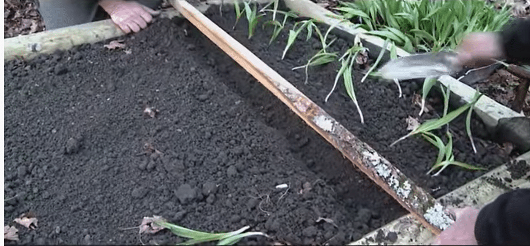 How You Can Steward and Forest Farm Endangered Wild Ramps