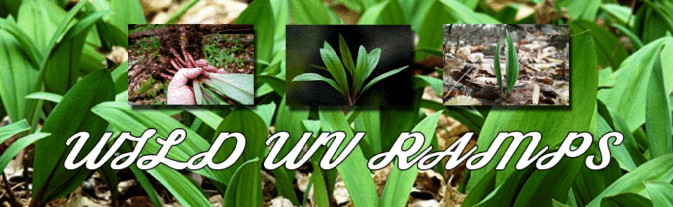 How You Can Steward and Forest Farm Endangered Wild Ramps