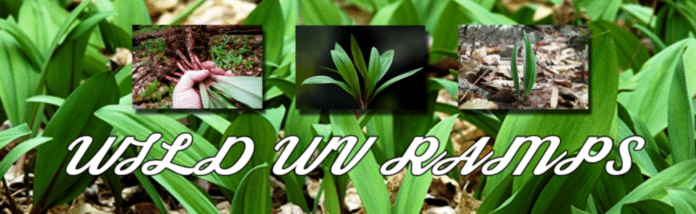 How You Can Steward and Forest Farm Endangered Wild Ramps