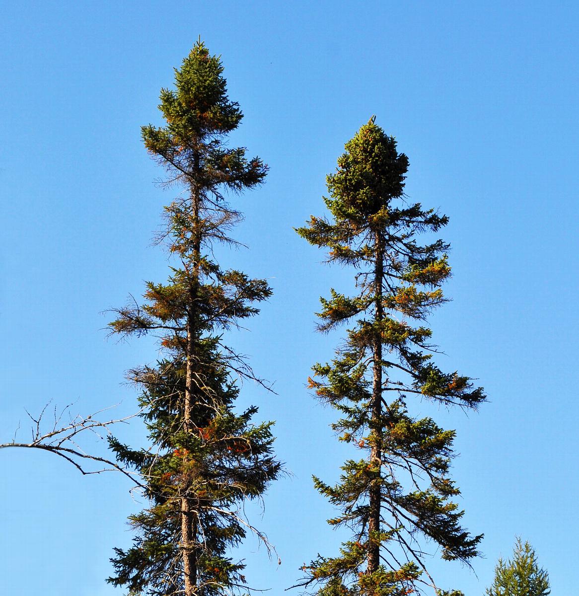 How to Propagate Black Spruce (Picea mariana)