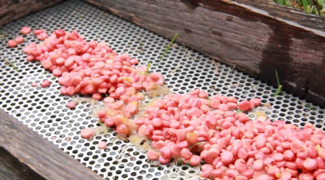 How to Steward and Forest Farm American Ginseng