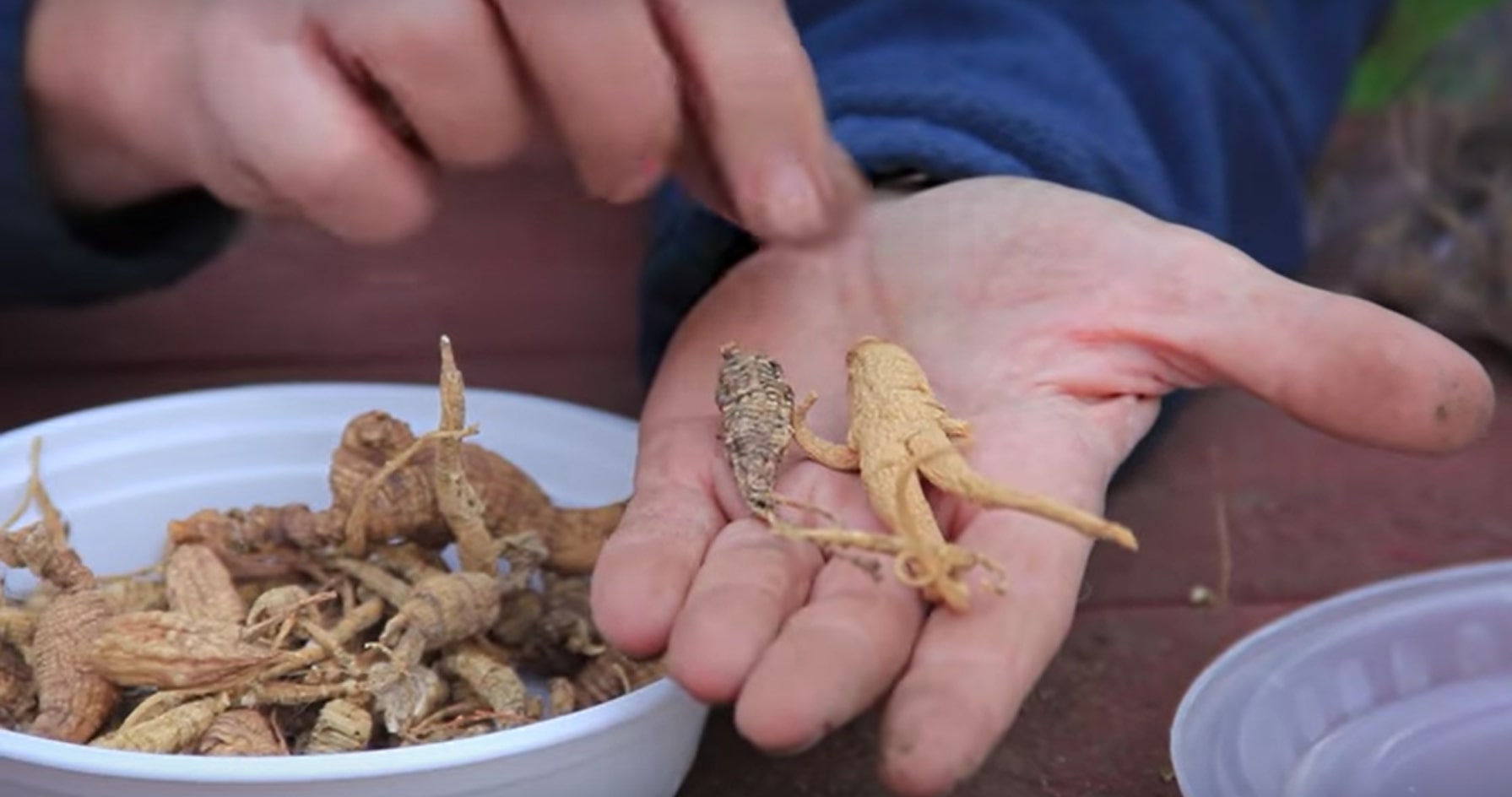 How to Steward and Forest Farm American Ginseng