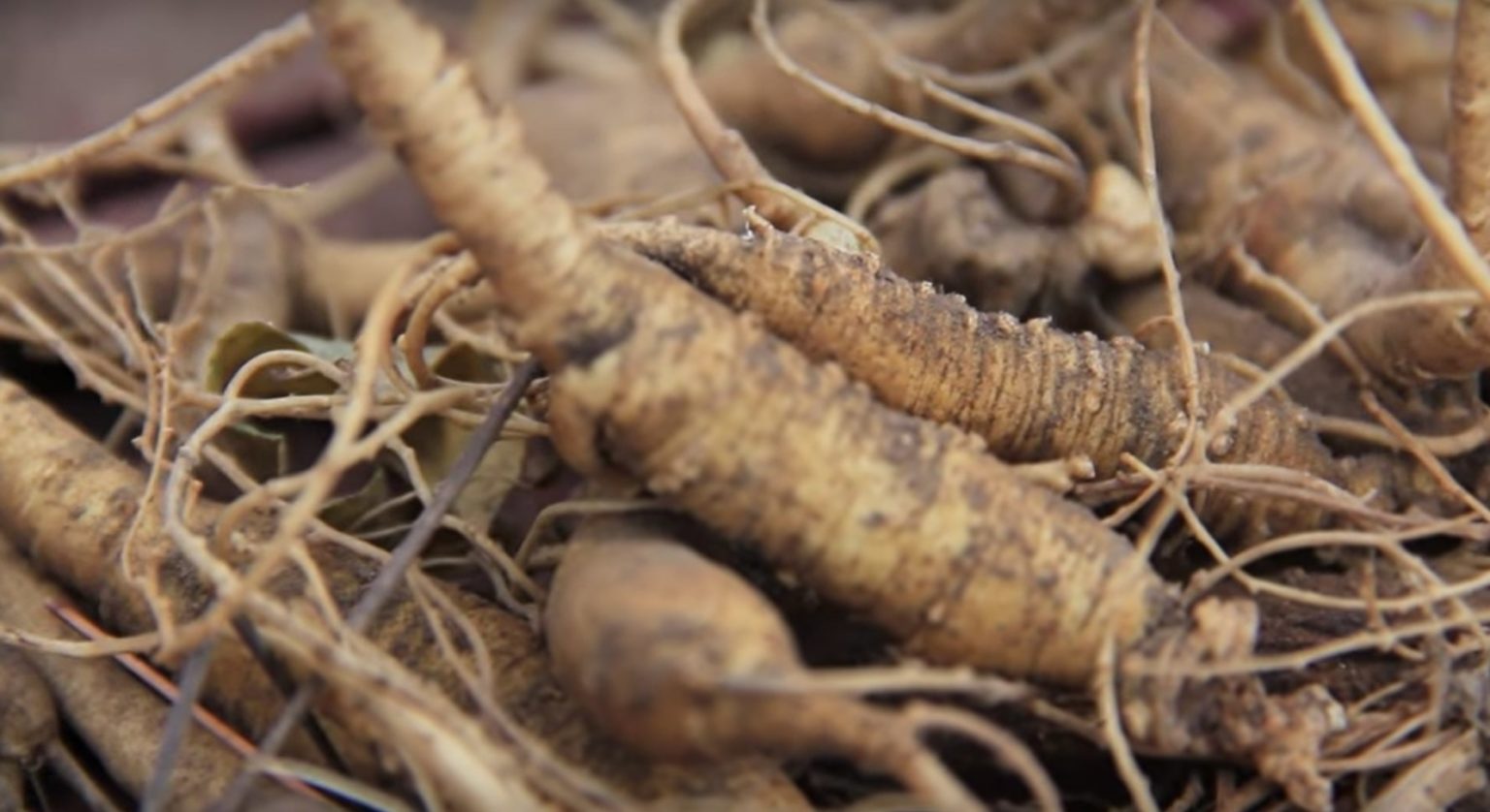 How to Steward and Forest Farm American Ginseng