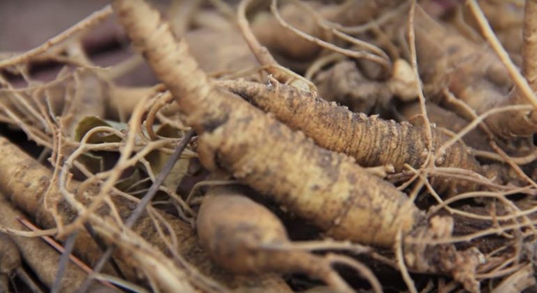 How to Steward and Forest Farm American Ginseng