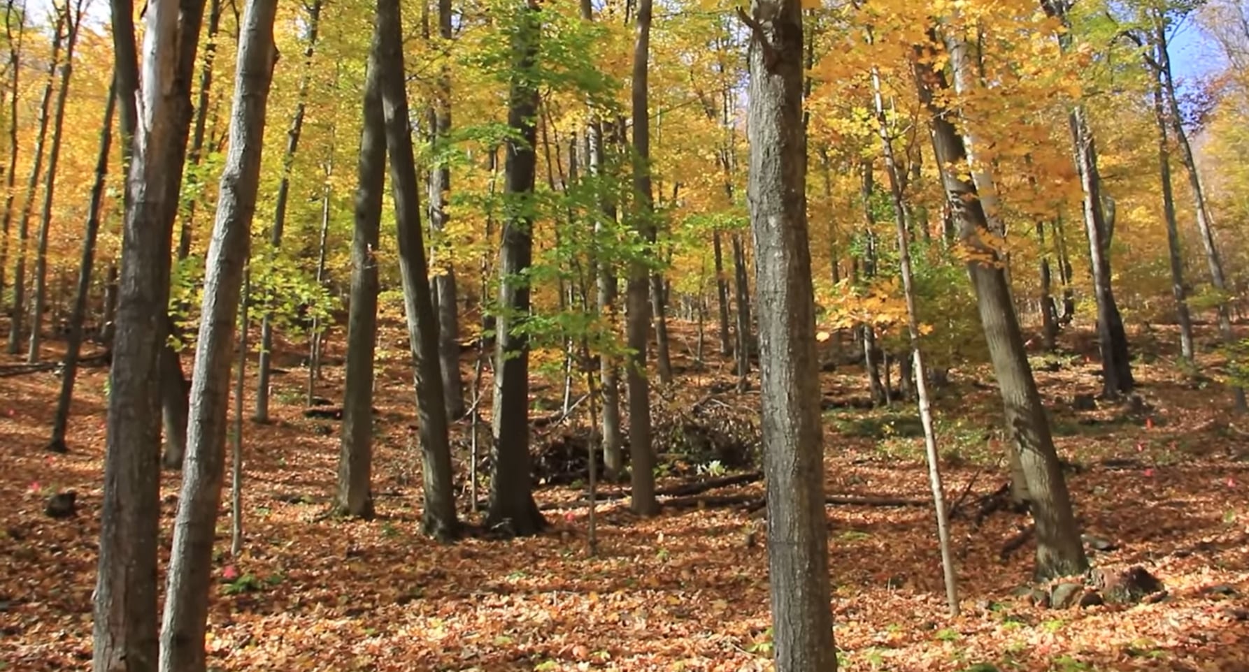 How to Steward and Forest Farm American Ginseng