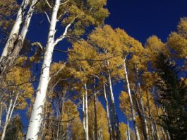 The Boreal Forests of the World: North's Natural Wonder