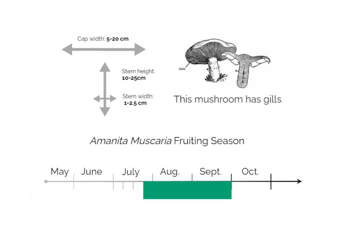 Boreal Forest Mushrooms: Foraging and Identification Guide