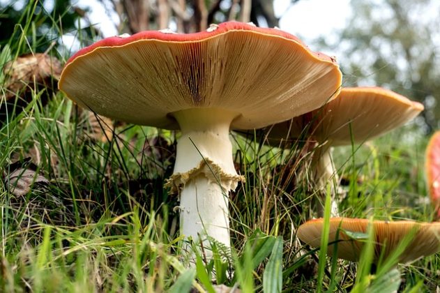 Boreal Forest Mushrooms: Foraging and Identification Guide