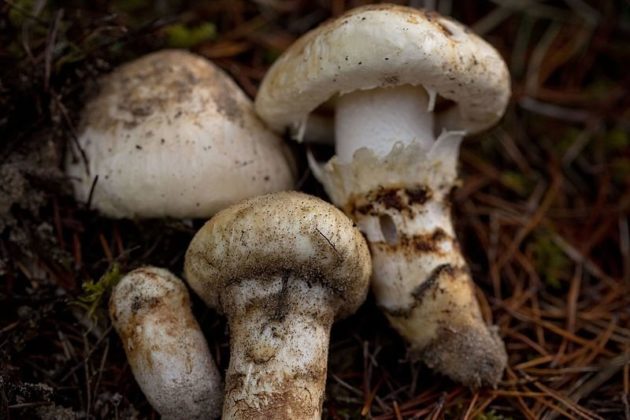 How to Identify Matsutake Mushrooms