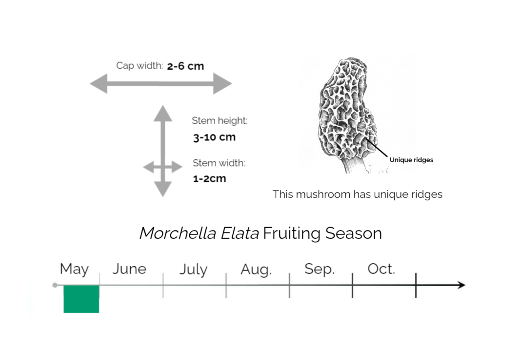 Boreal Forest Mushrooms: Foraging and Identification Guide