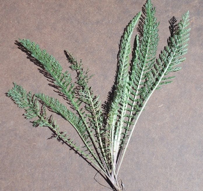 Boreal Forest Medicinal Plants: The Illustrated Foraging Guide | Eco ...