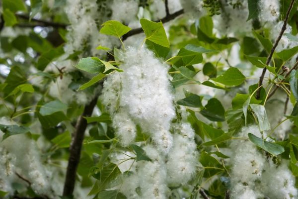How to Identify & Propagate Balsam Poplar (Populus balsamifera) | Eco ...