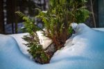 The Boreal Forests of the World: North's Natural Wonder