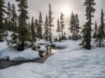 The Boreal Forests of the World: North's Natural Wonder