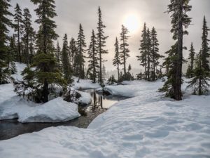 The Boreal Forests of the World: North's Natural Wonder