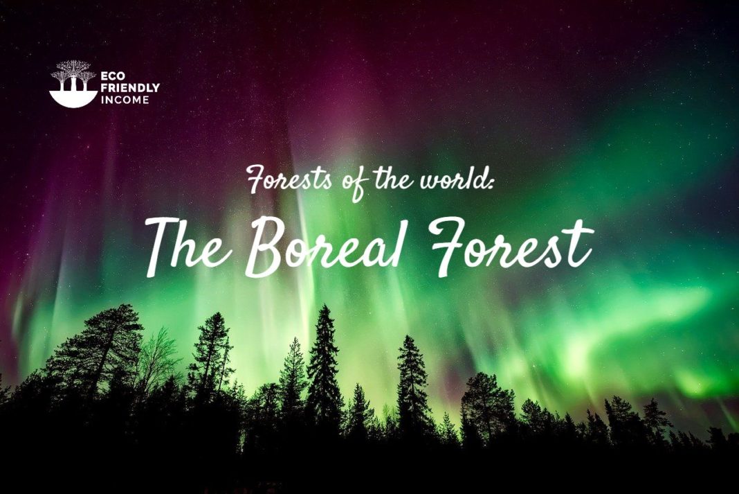 The Boreal Forests of the World: North's Natural Wonder