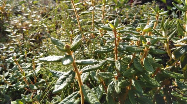 23 Northern Ingredients That Make Delicious Wild Tea