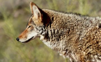 Boreal Forest Mammals: The Boreal Encyclopedia