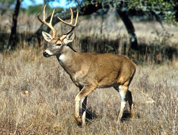 Boreal Forest Mammals: The Boreal Encyclopedia