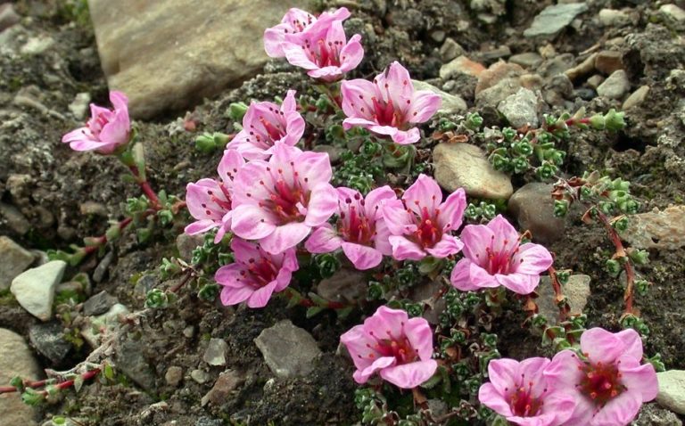 How to Propagate Mountain Saxifrage (Saxifraga oppositifolia)