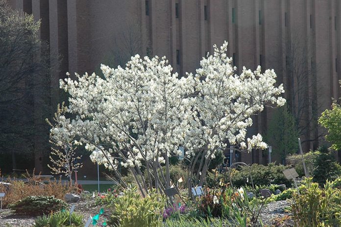 How to Propagate Saskatoon Serviceberry (Amelanchier alnifolia)