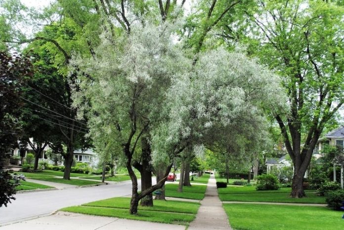 How to Propagate Russian Olive (Elaeagnus angustifolia)