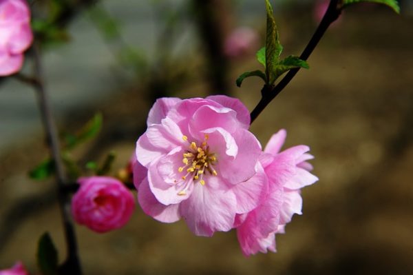 How to Propagate Double Flowering Plum (Prunus triloba ‘multiplex)