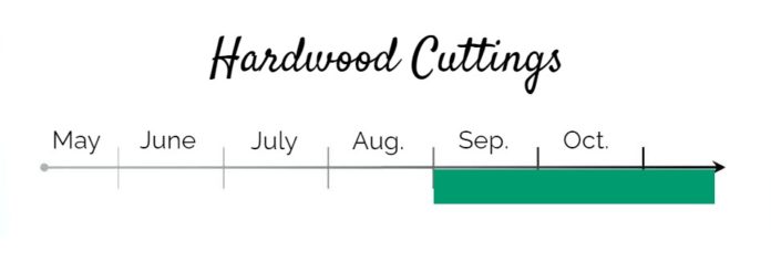 How to Propagate Double Flowering Plum (Prunus triloba ‘multiplex)