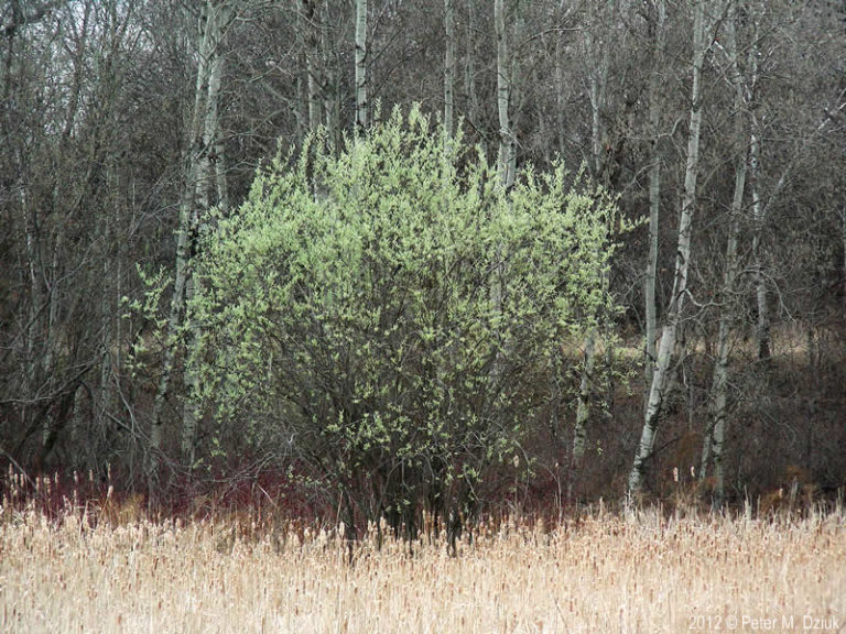 How to Propagate Pussy Willow (Salix discolor)