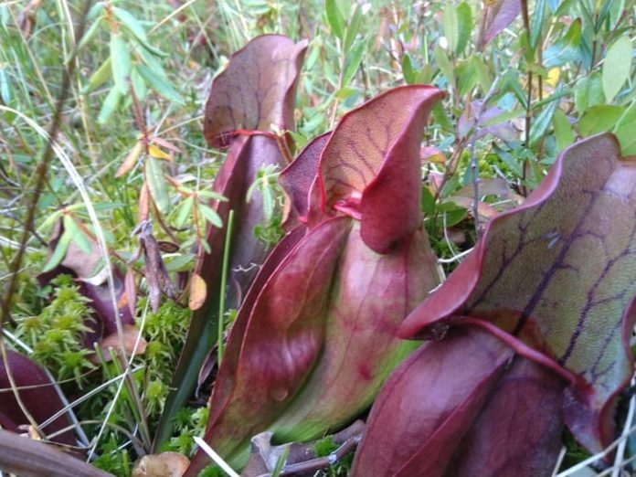 How to Propagate Pitcher Plants (Sarracenia Purpurea) | Eco Friendly Income