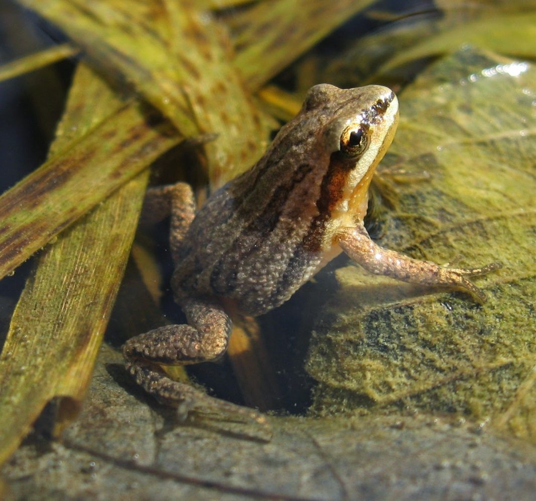 Boreal Forest Reptiles & Amphibians: The Boreal Encyclopedia