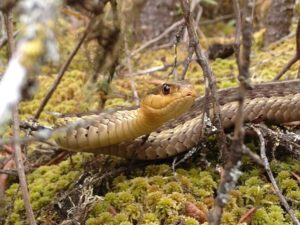 Boreal Forest Reptiles & Amphibians: The Boreal Encyclopedia