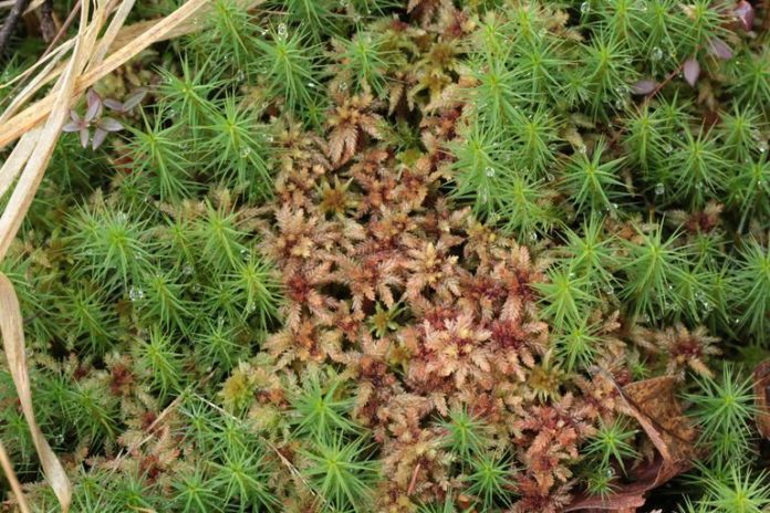 Boreal Forest Moss & Lichens: The Boreal Encyclopedia | Eco Friendly Income