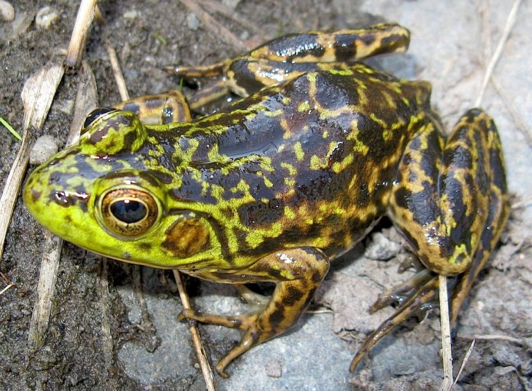 Boreal Forest Reptiles & Amphibians: The Boreal Encyclopedia | Eco ...