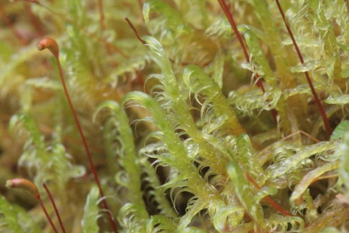 Boreal Forest Moss & Lichens: The Boreal Encyclopedia | Eco Friendly Income