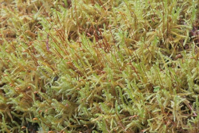Boreal Forest Moss & Lichens: The Boreal Encyclopedia