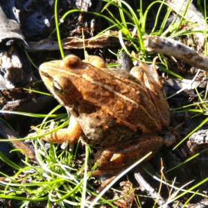 Boreal Forest Reptiles & Amphibians: The Boreal Encyclopedia