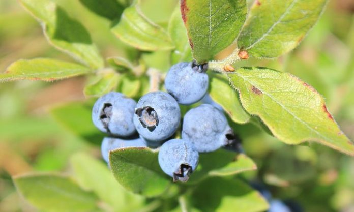 Blueberries: How to Identify & Propagate Wild Plants