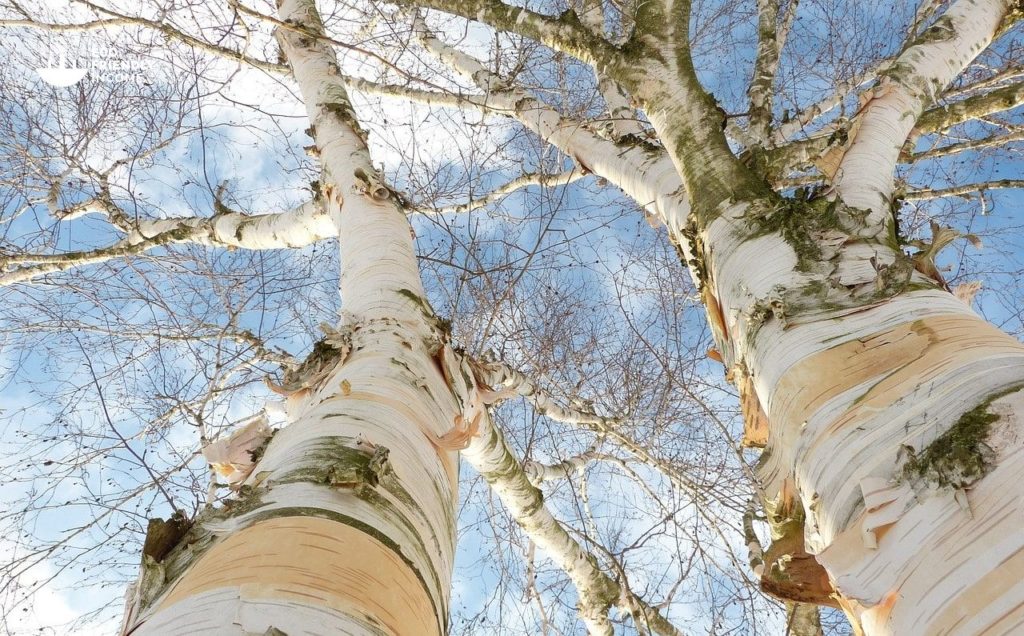 How to Propagate Paper Birch (Betula papyrifera)
