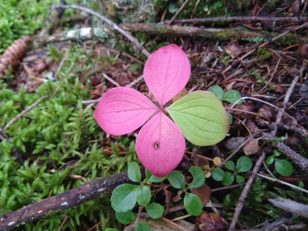 Bunchberry (Cornus canadensis) How to Identify & Propagate | Eco ...