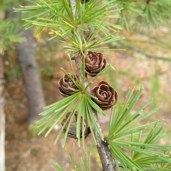 How to Propagate Tamarack Larch (Larix laricina)