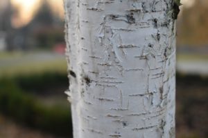 How to Propagate Paper Birch (Betula papyrifera) | Eco Friendly Income