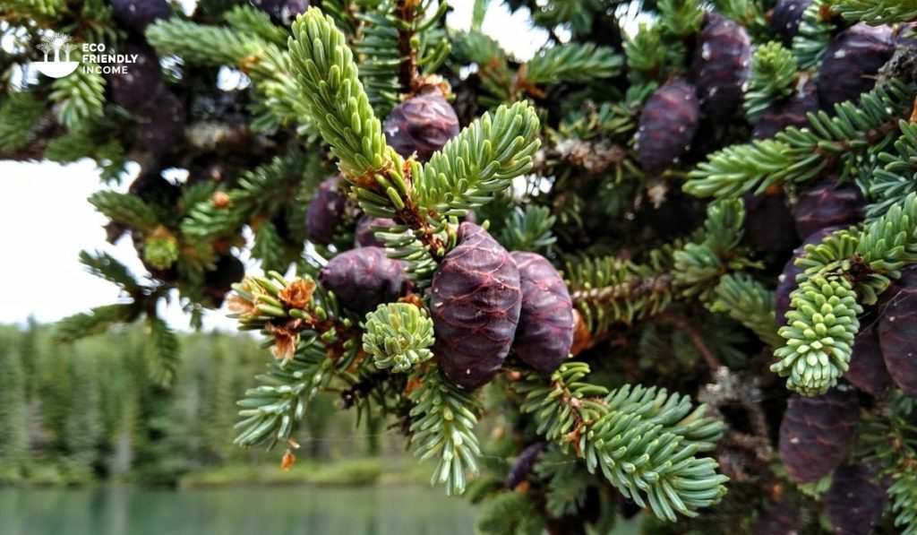 How to Propagate Black Spruce (Picea mariana) | Eco Friendly Income