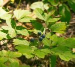 Blue Cohosh (C. thalictroides) How to Identify, Use & Propagate